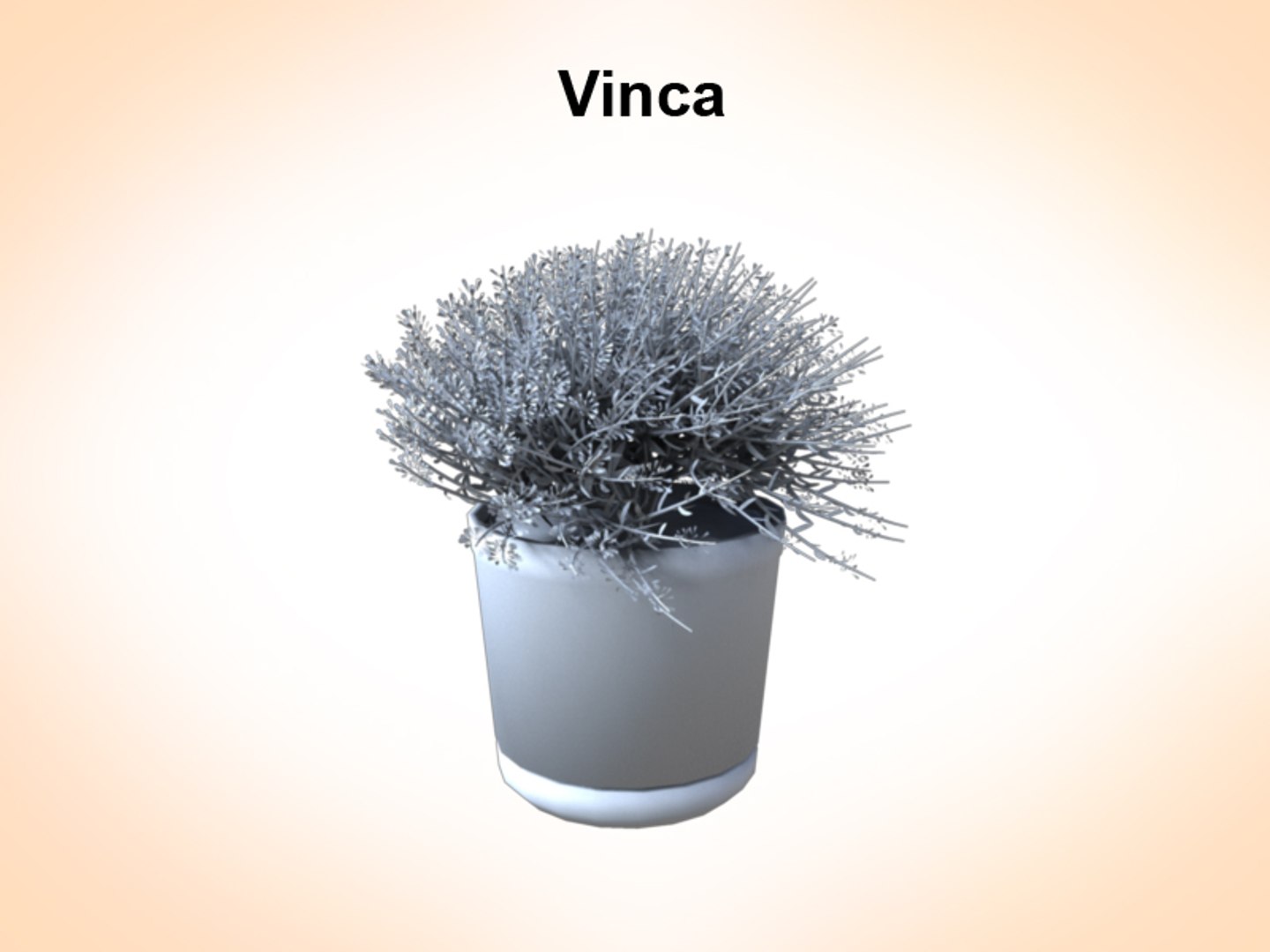 3d model vinca apocynaceae periwinkle