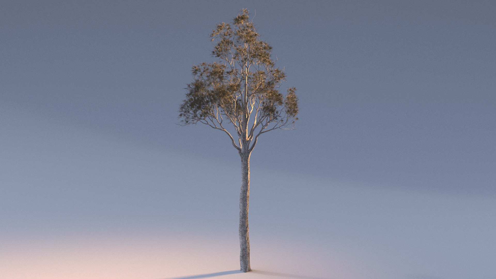 3D NZ Kahikatea Tree Pack Model - TurboSquid 1736215
