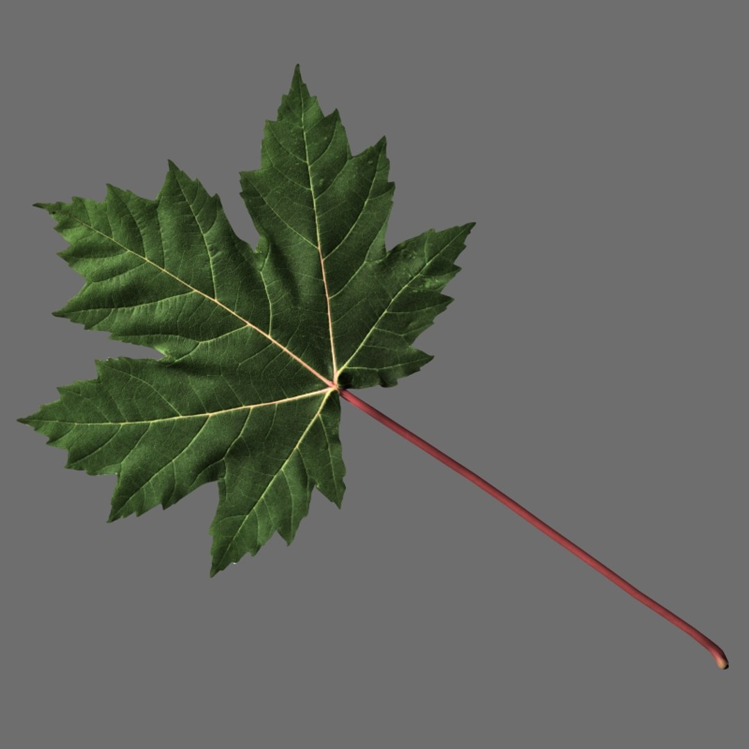 3d Maple Leaf Model