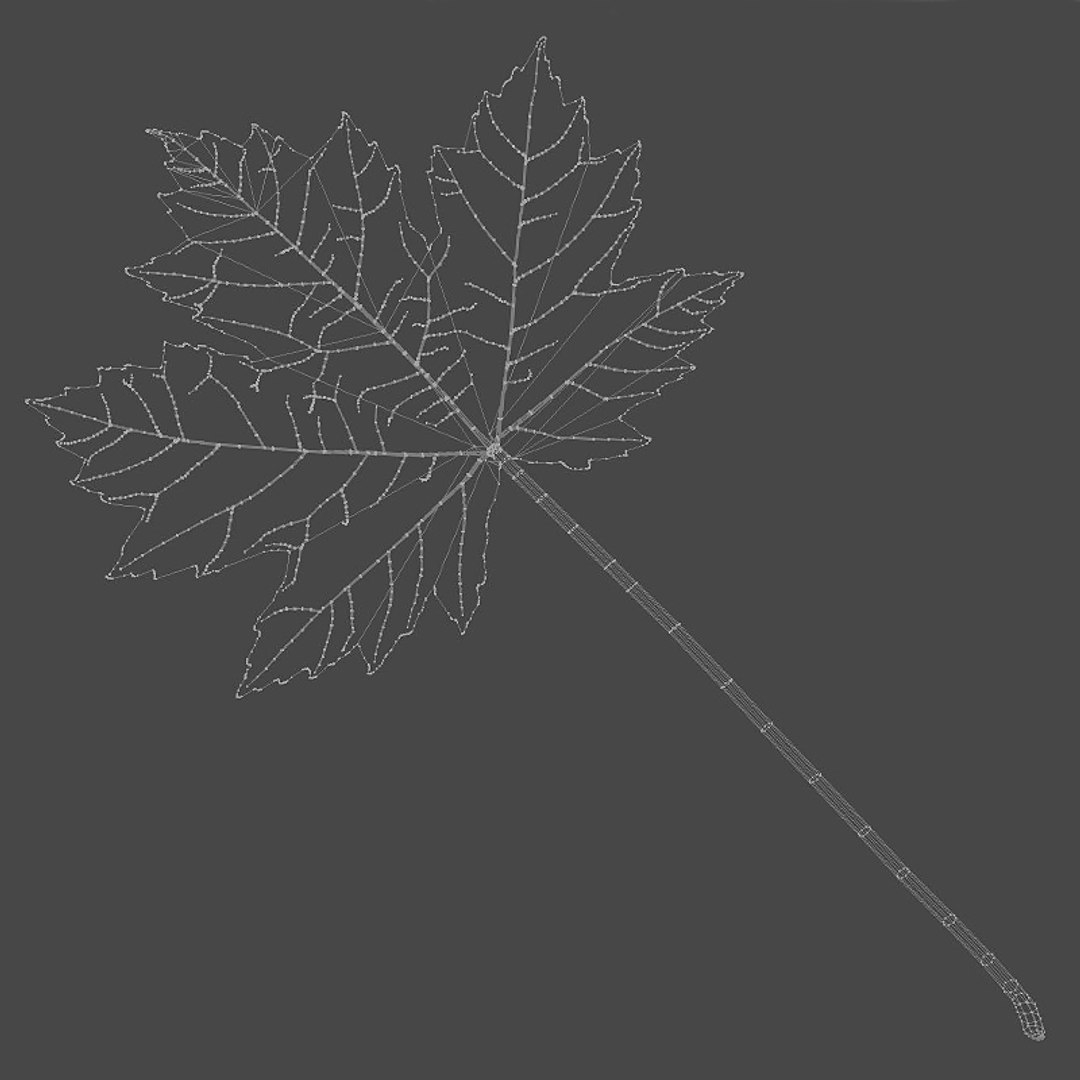 3d Maple Leaf Model