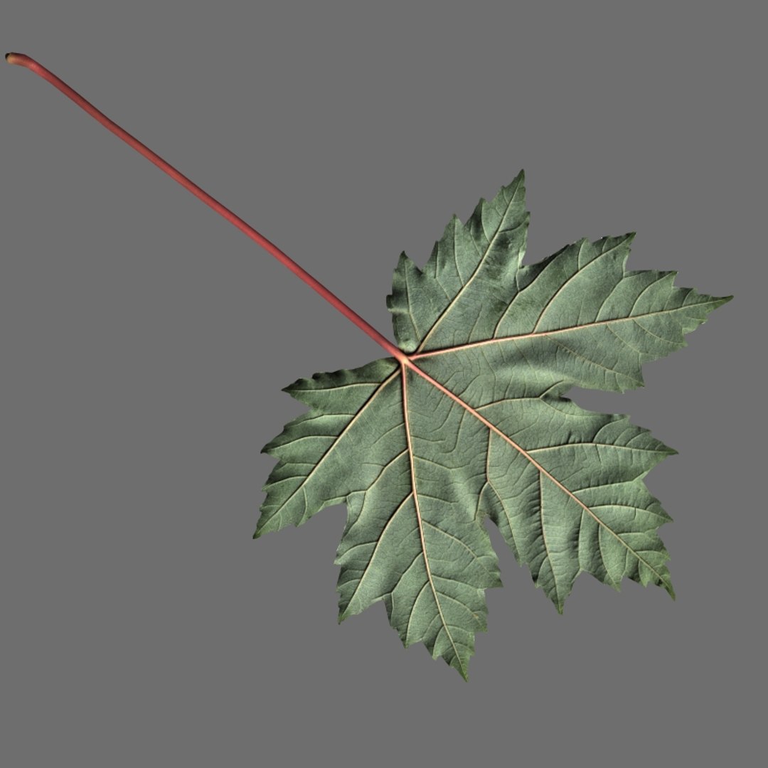 3d Maple Leaf Model