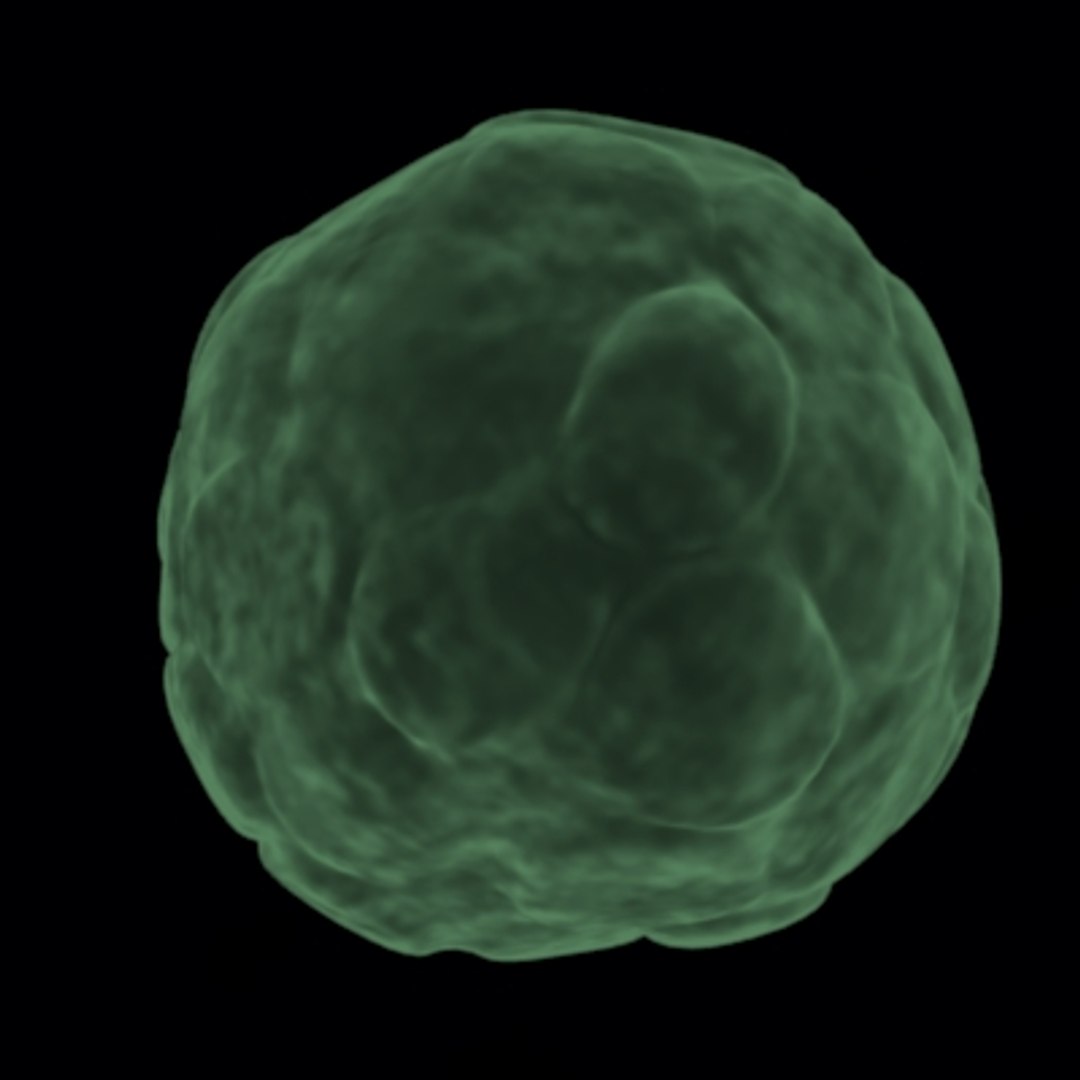 3d Cells Morulas Blastula Model