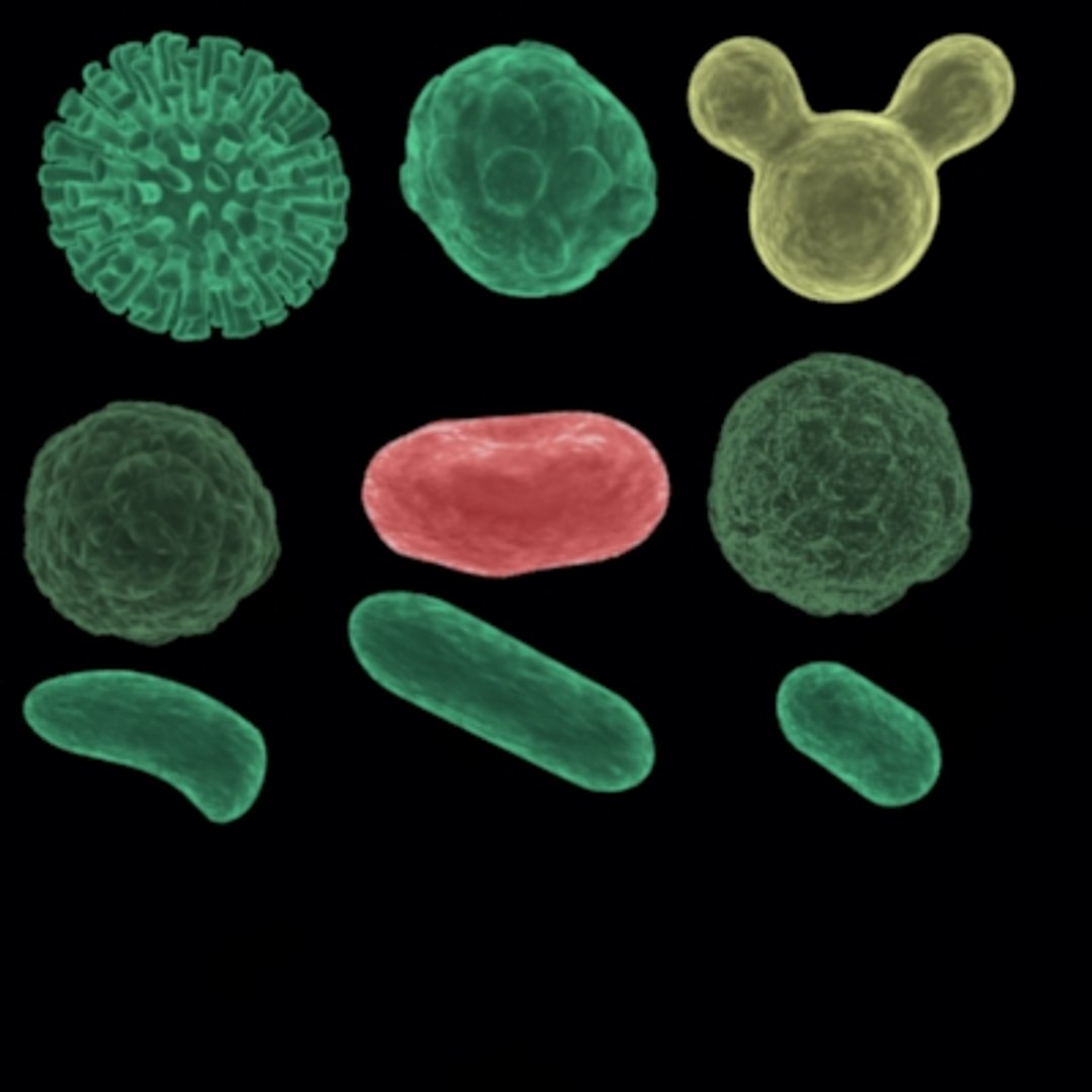 3d Cells Morulas Blastula Model