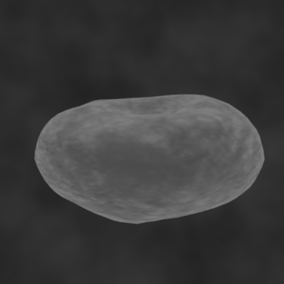 3d Cells Morulas Blastula Model