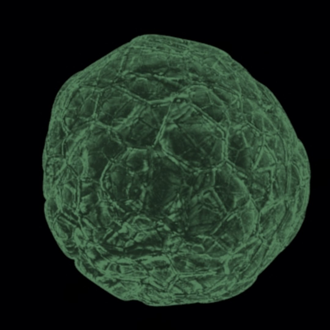 3d Cells Morulas Blastula Model
