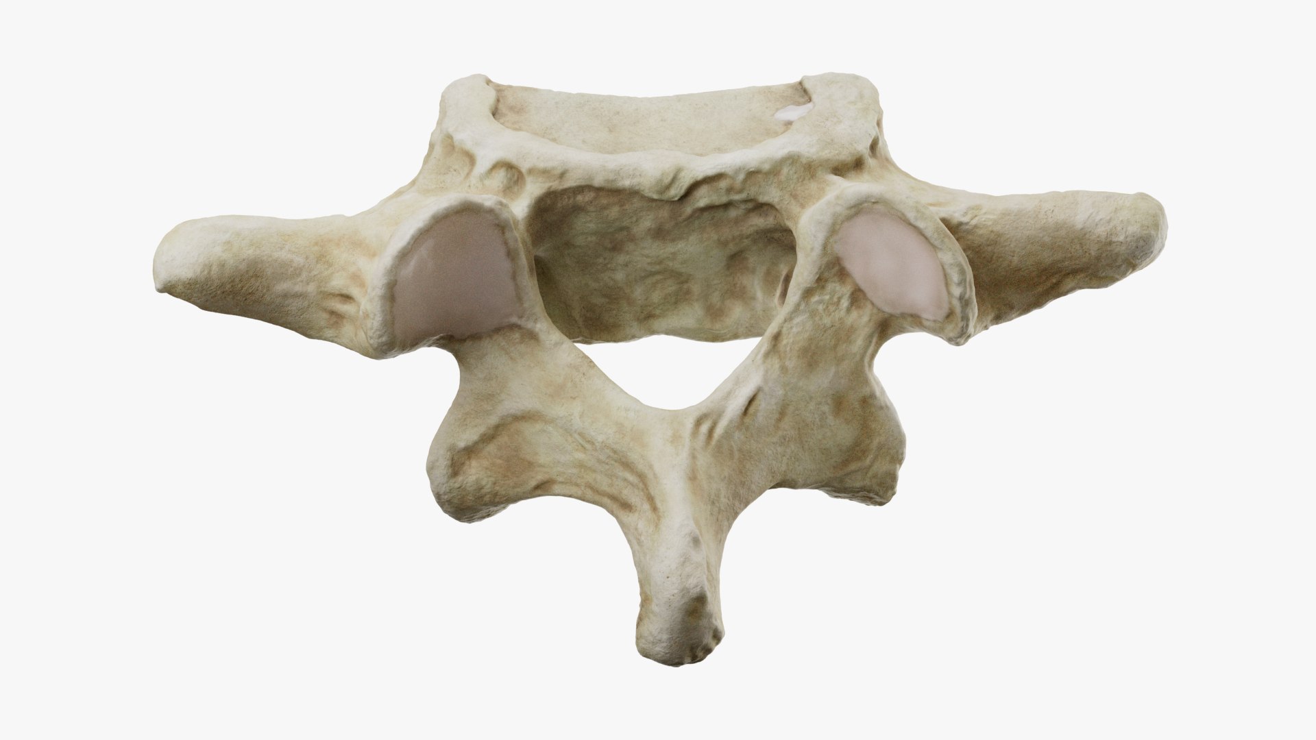 3D Vertebra Structure - TurboSquid 2202284