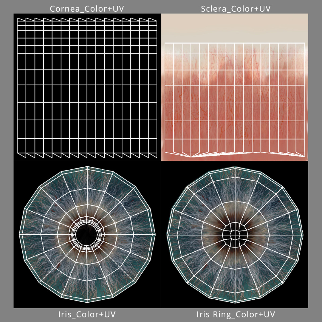 human eyeball eyes 3d c4d