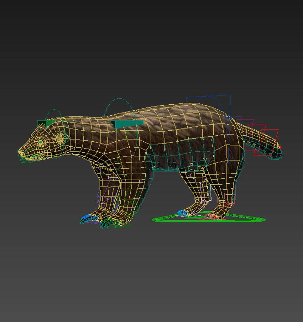 Ratel Low-poly Model - TurboSquid 1469345