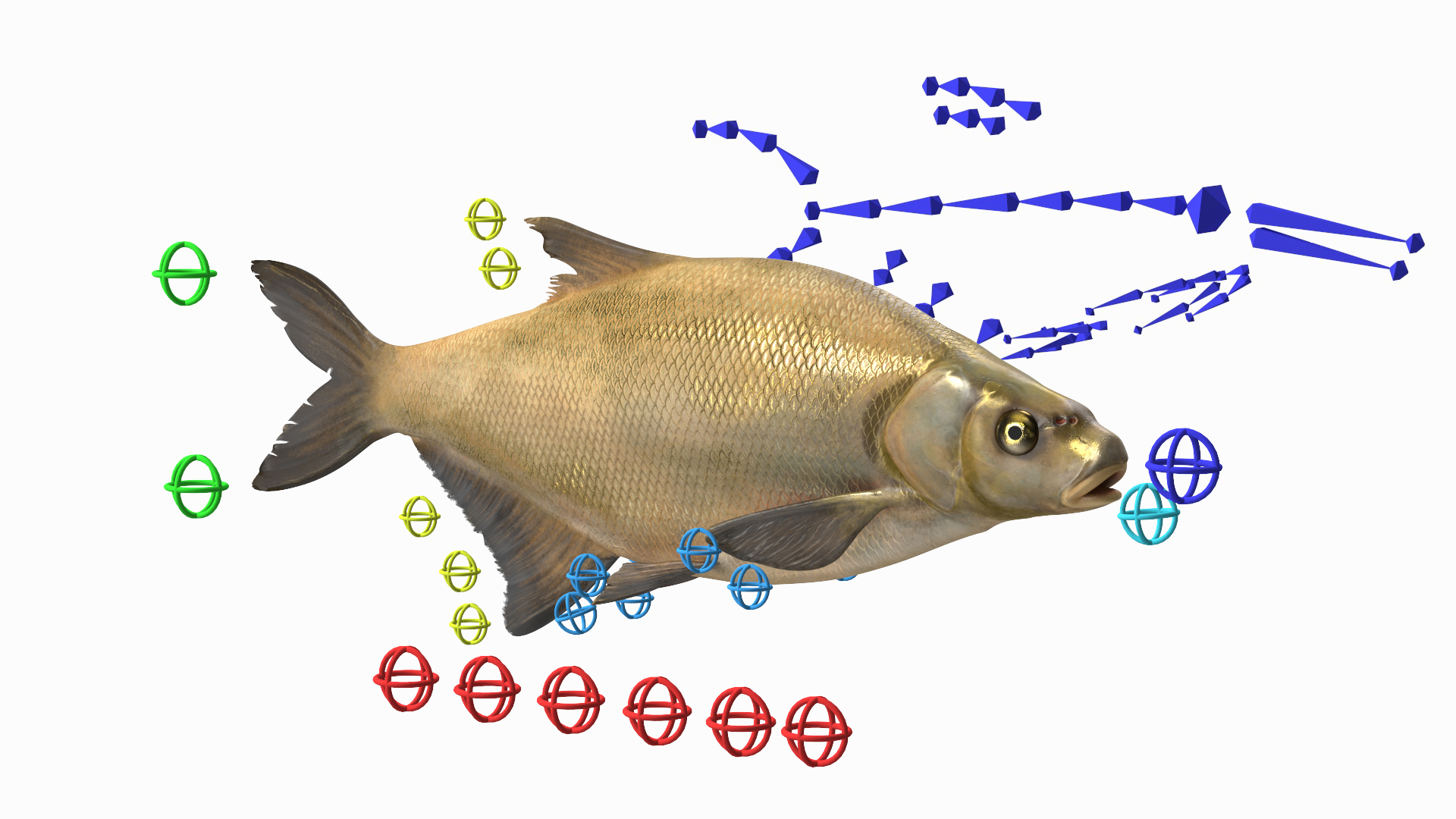 Bronze Bream Fish Rigged 3D - TurboSquid 2155414