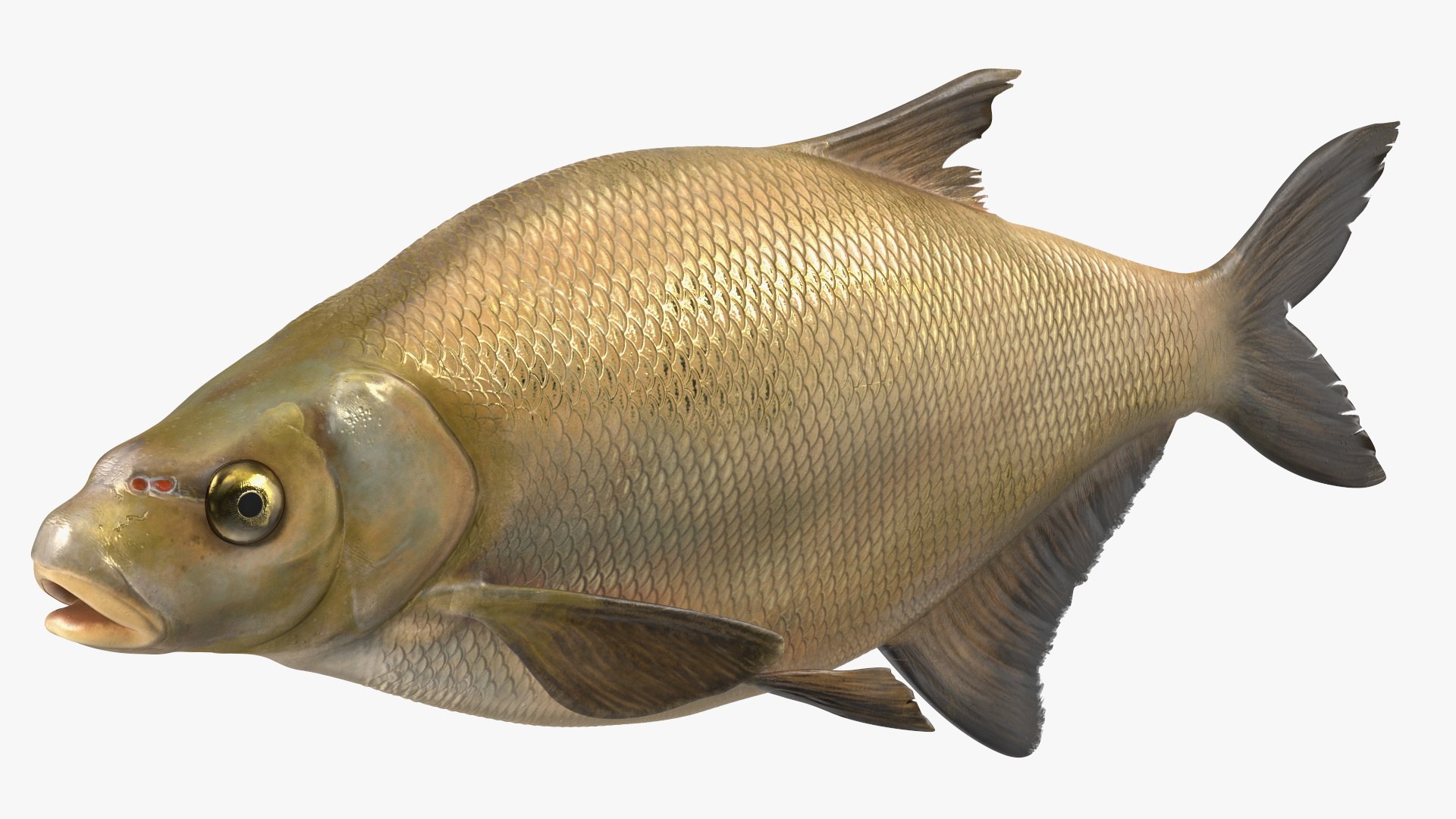 Bronze Bream Fish Rigged 3D - TurboSquid 2155414