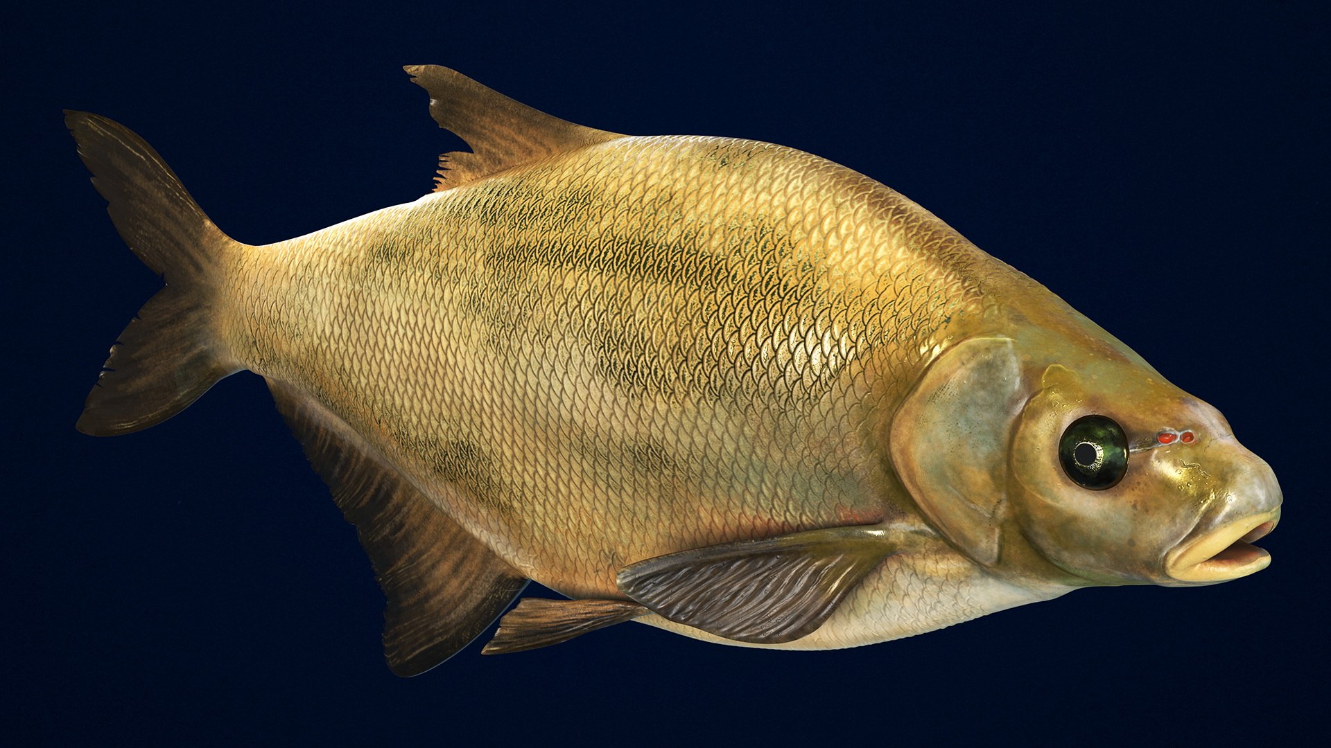 Bronze Bream Fish Rigged 3D - TurboSquid 2155414