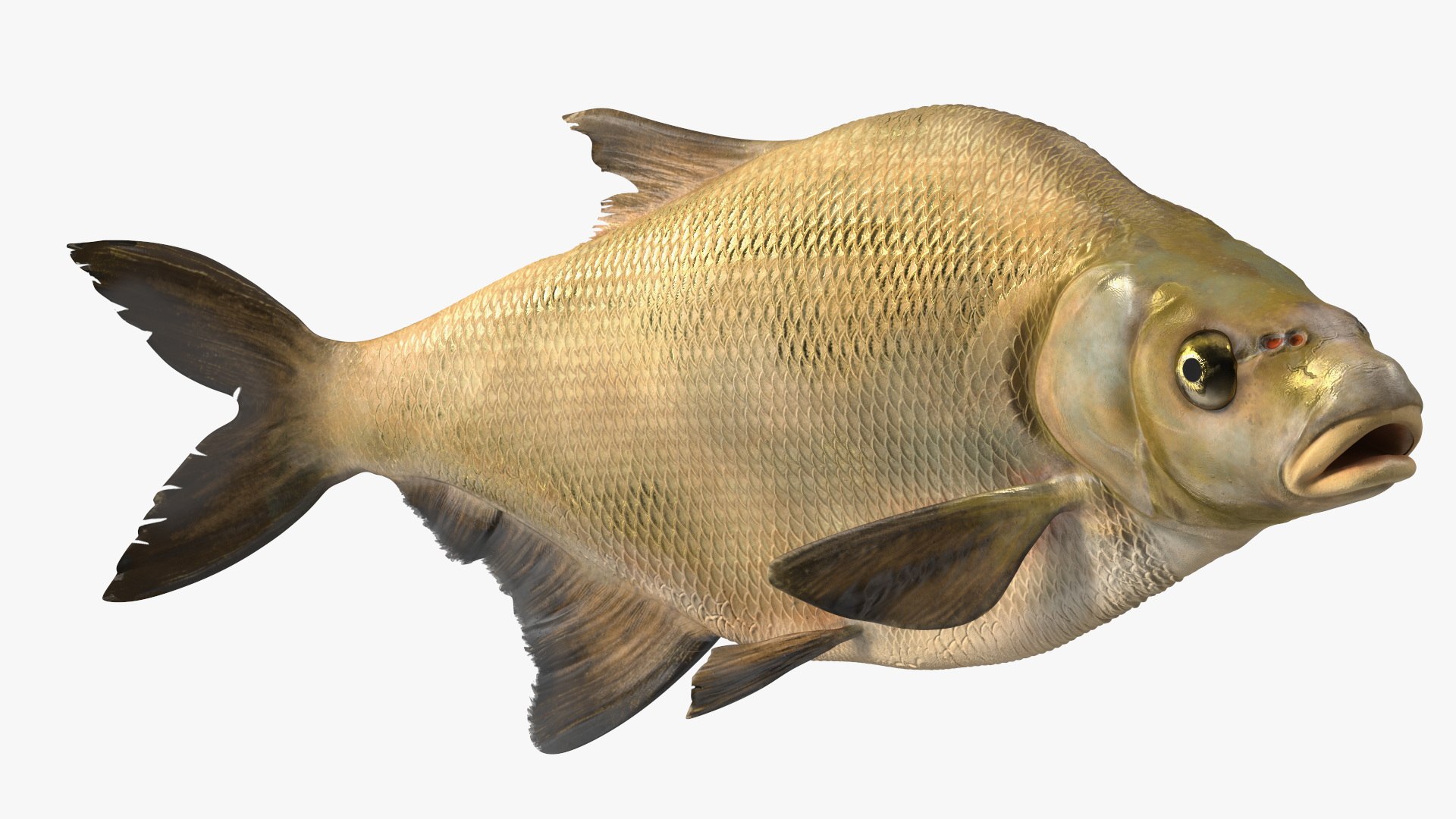 Bronze Bream Fish at Loretta Burroughs blog