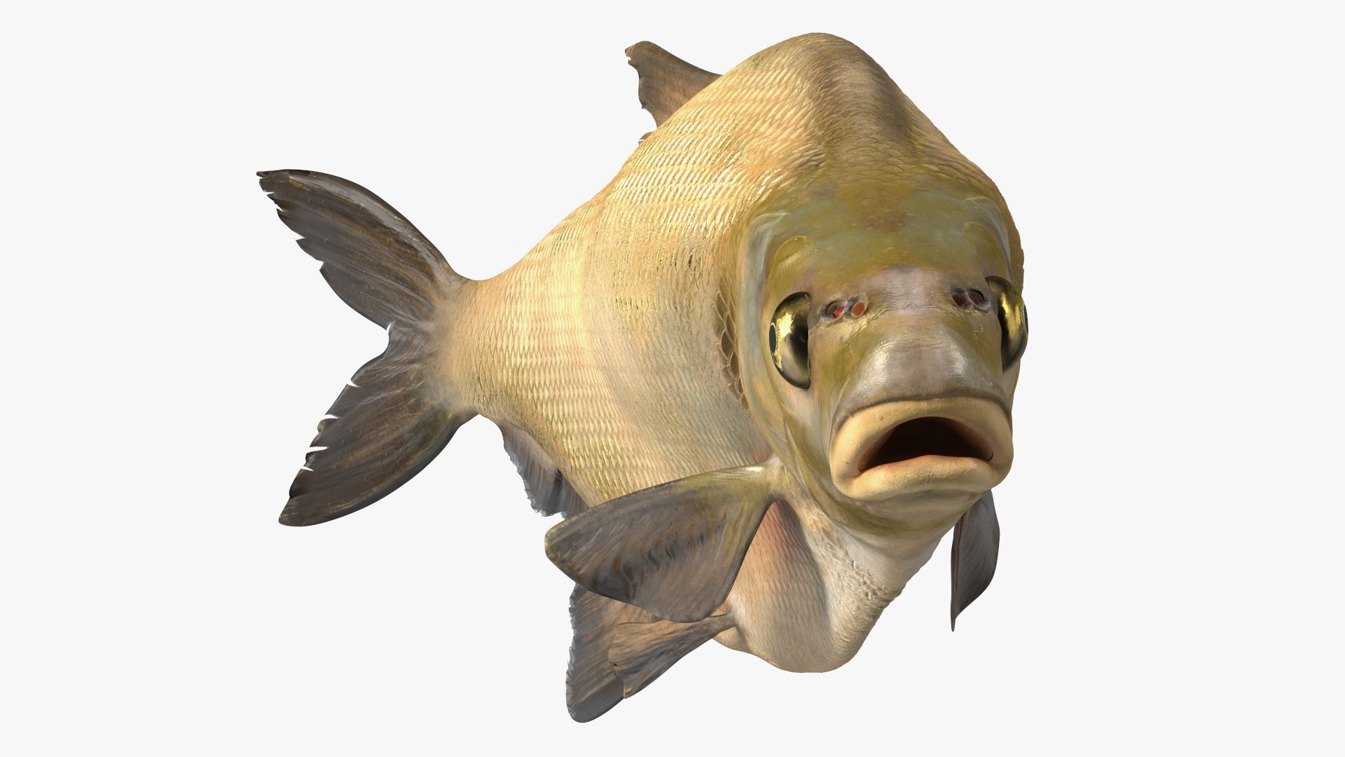 Bronze Bream Fish Rigged 3D - TurboSquid 2155414