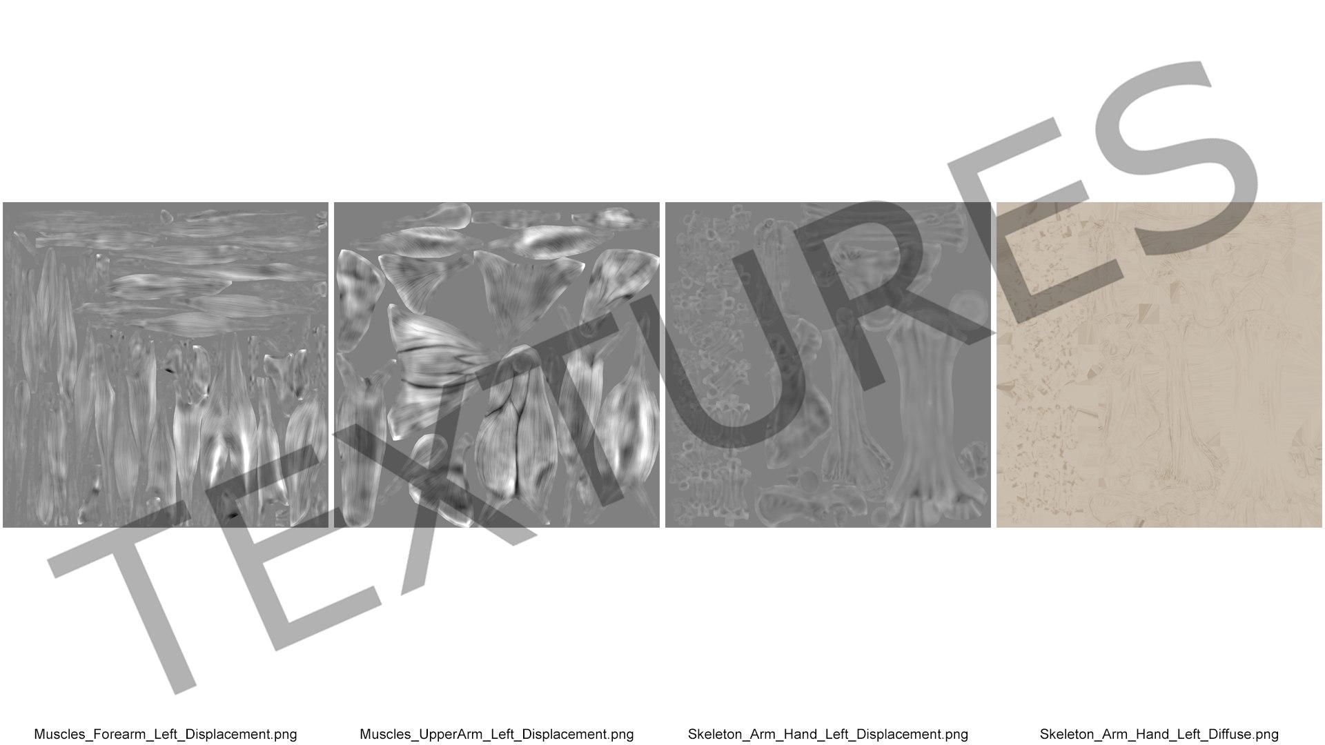 Female Left Arm Anatomy Skinless 3D model - TurboSquid 1851726