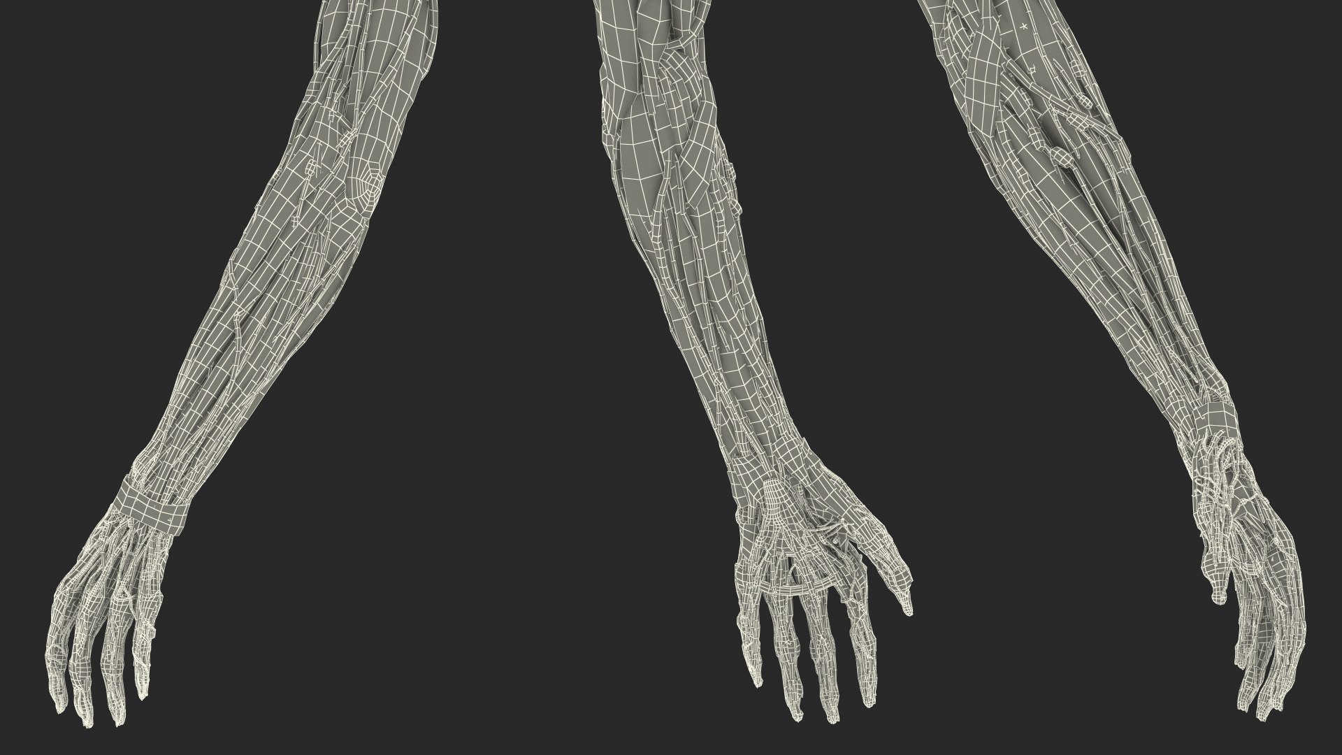 Female Left Arm Anatomy Skinless 3D Model - TurboSquid 1851726