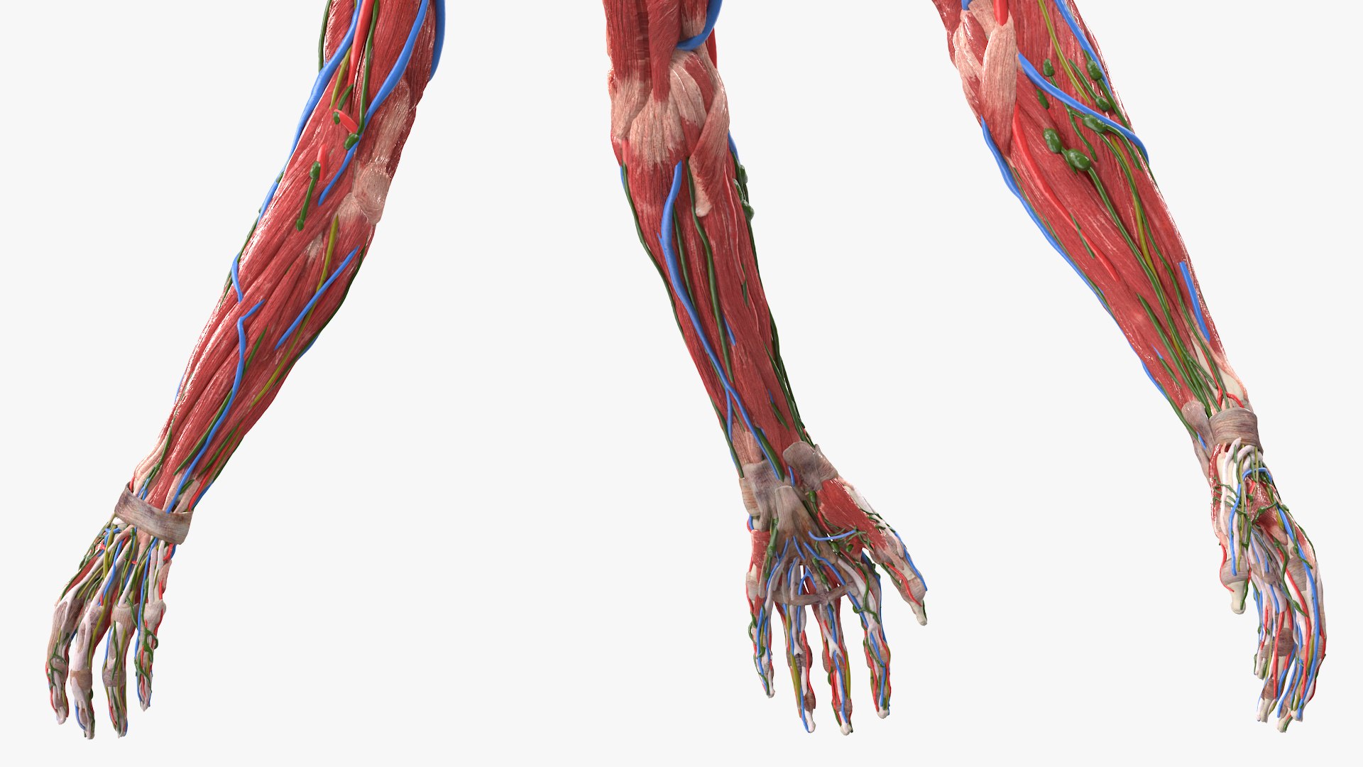 Female Left Arm Anatomy Skinless 3D model - TurboSquid 1851726