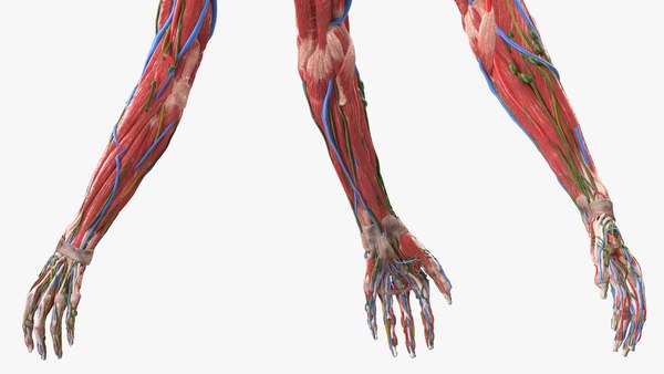 Female Left Arm Anatomy Skinless 3D model - TurboSquid 1851726
