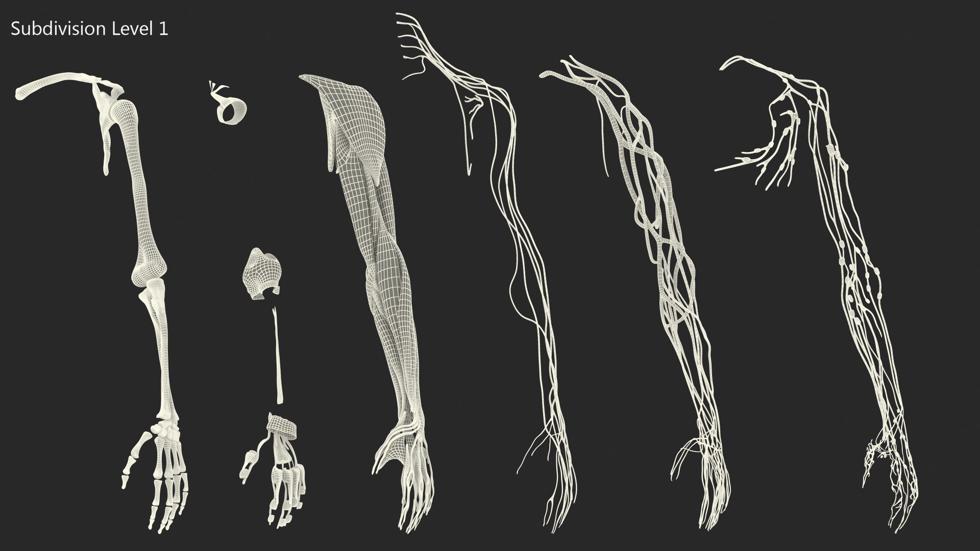 Female Left Arm Anatomy Skinless 3D model - TurboSquid 1851726