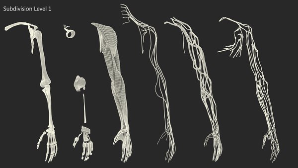 Female Left Arm Anatomy Skinless 3D model - TurboSquid 1851726