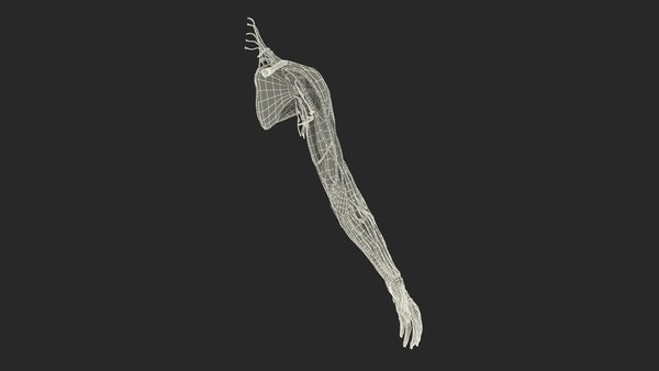 Female Left Arm Anatomy Skinless 3D model - TurboSquid 1851726