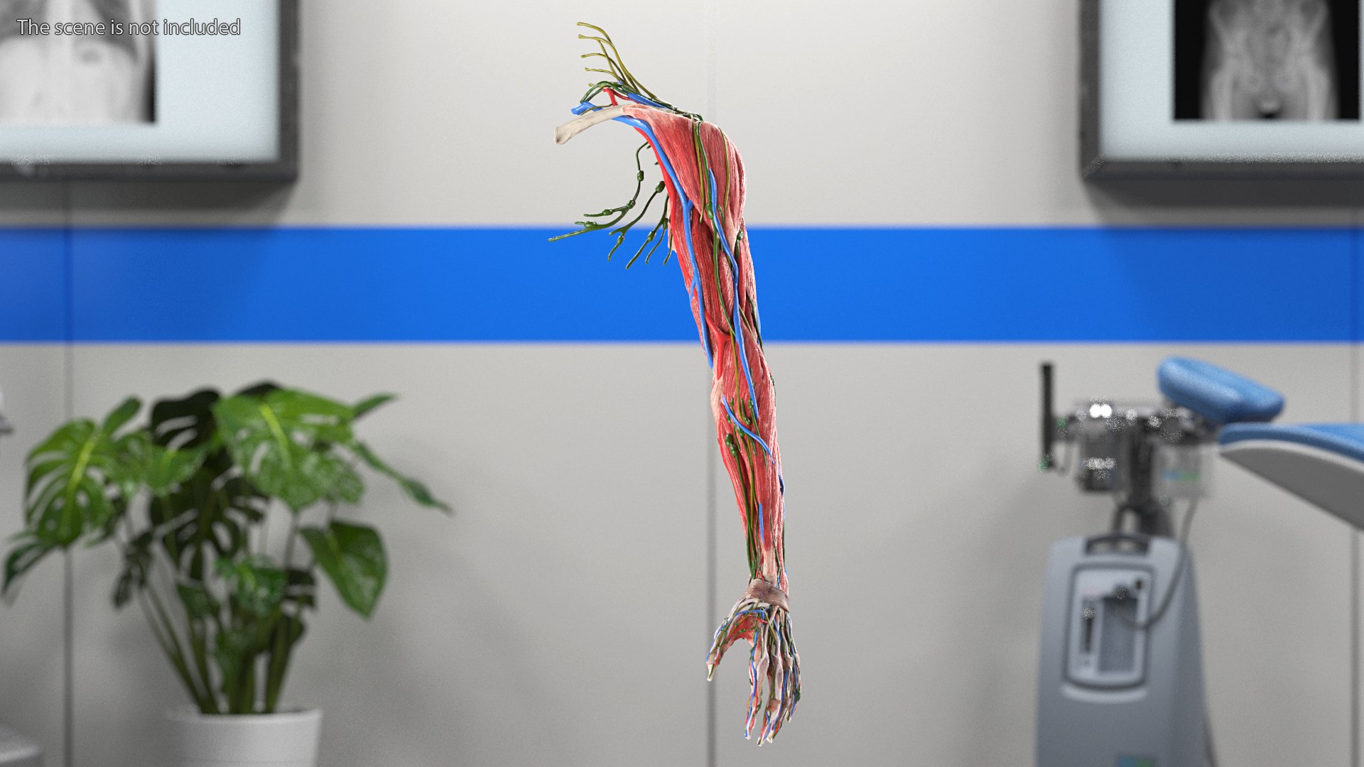 Female Left Arm Anatomy Skinless 3D model - TurboSquid 1851726