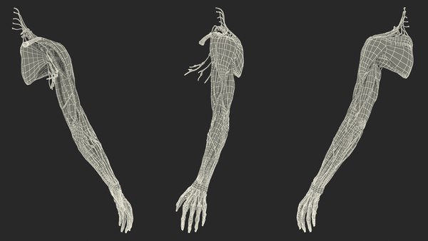 Female Left Arm Anatomy Skinless 3D model - TurboSquid 1851726