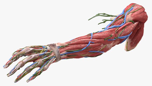 Female Left Arm Anatomy Skinless 3D model - TurboSquid 1851726