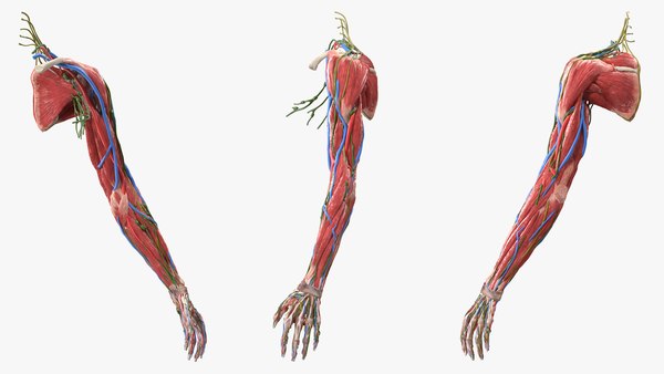 Female Left Arm Anatomy Skinless 3D model - TurboSquid 1851726