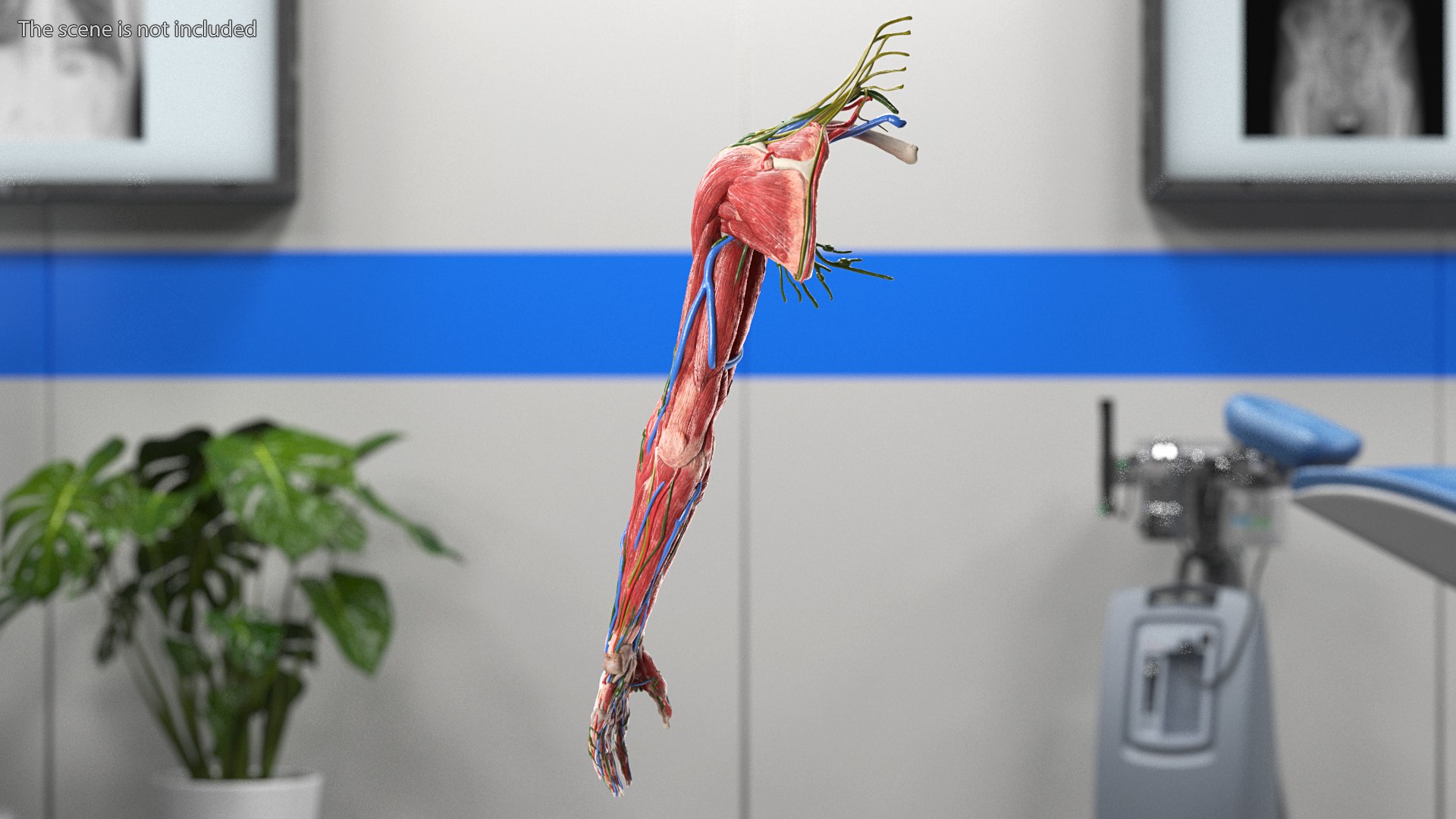 Female Left Arm Anatomy Skinless 3D model - TurboSquid 1851726