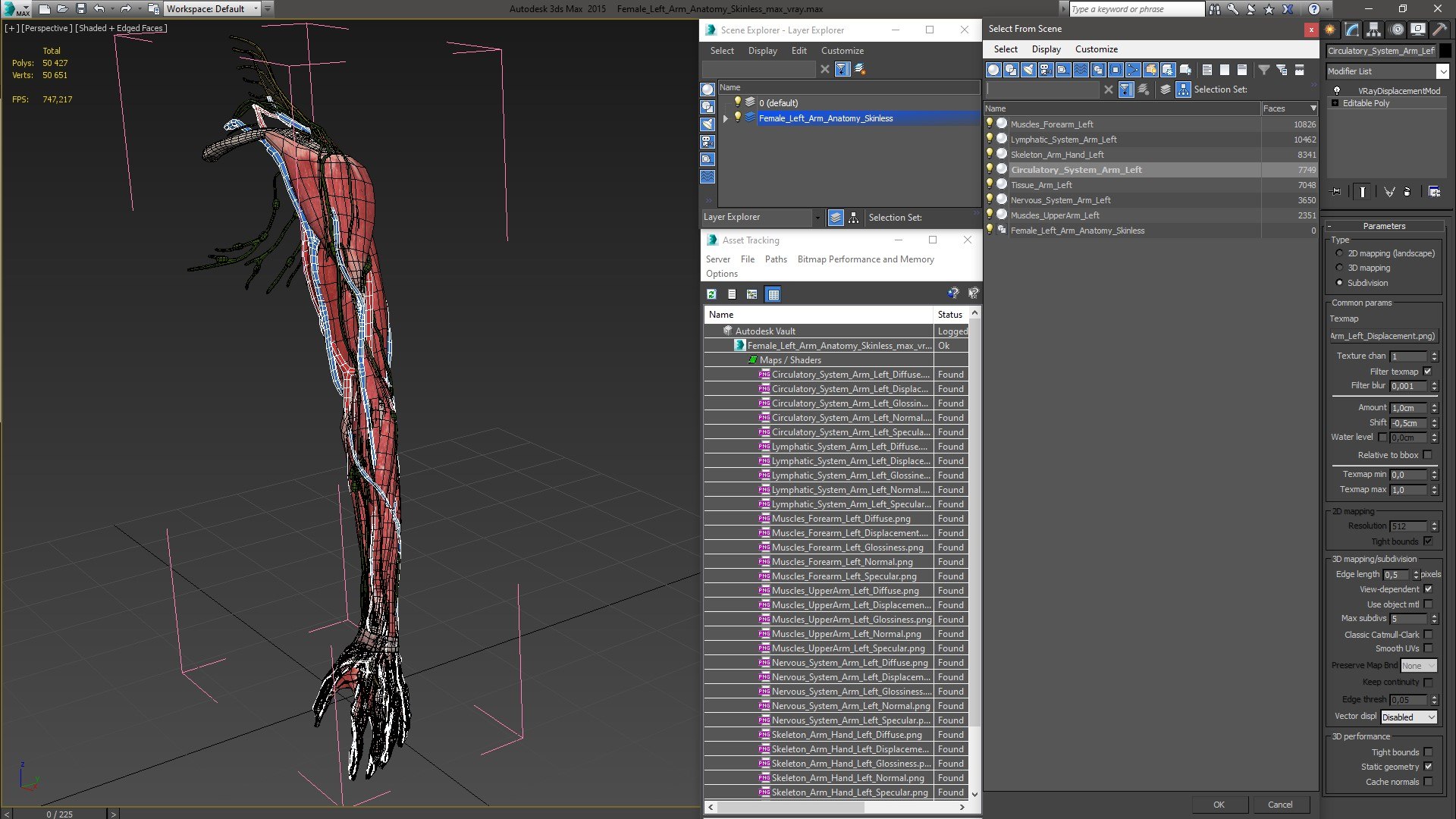 Female Left Arm Anatomy Skinless 3D model - TurboSquid 1851726