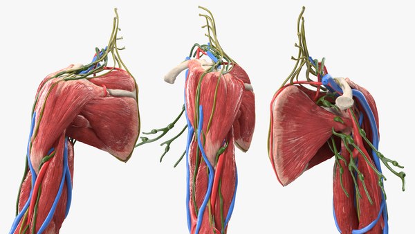 Female Left Arm Anatomy Skinless 3D model - TurboSquid 1851726