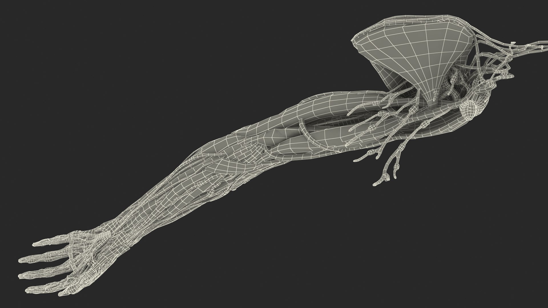Female Left Arm Anatomy Skinless 3D Model - TurboSquid 1851726