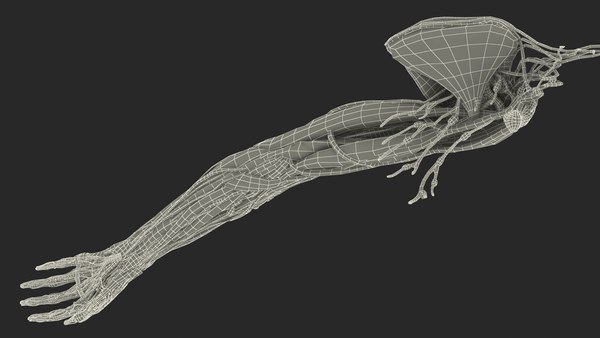 Female Left Arm Anatomy Skinless 3D model - TurboSquid 1851726