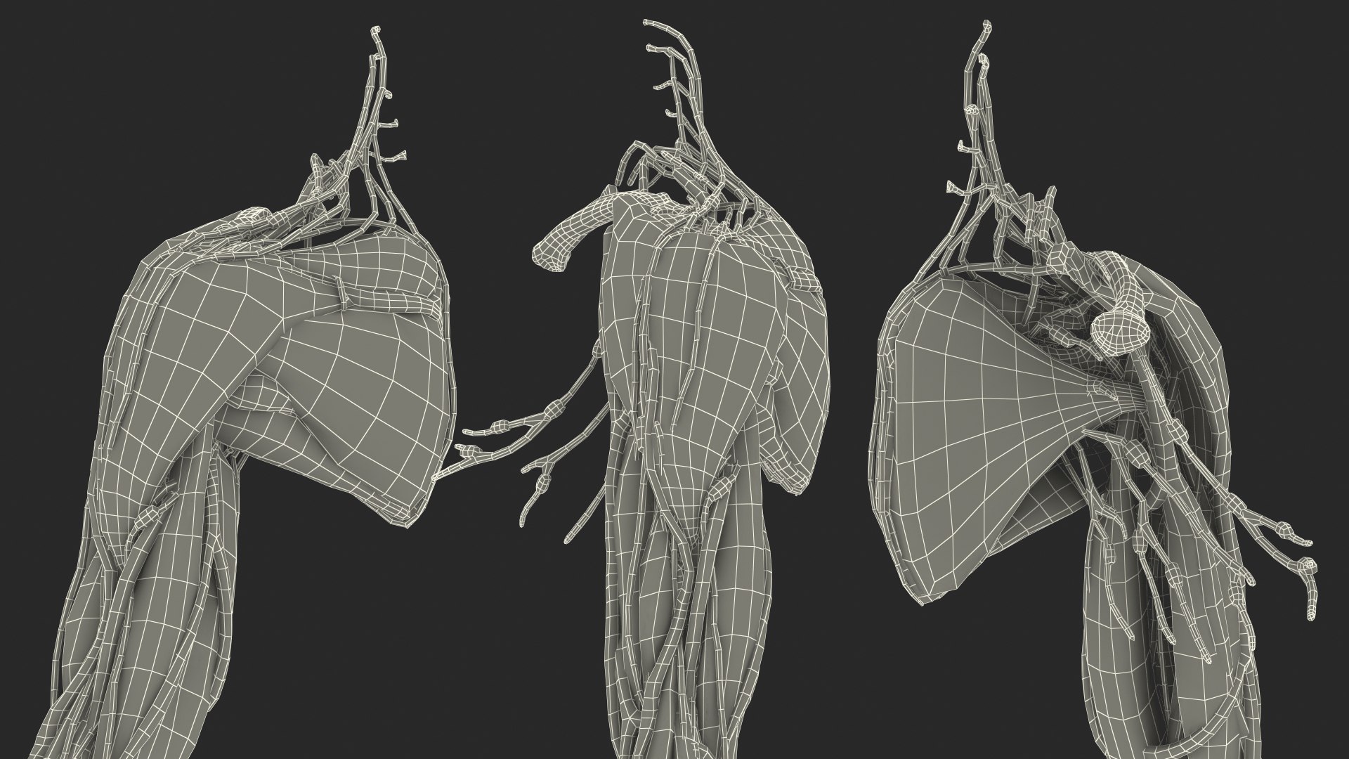 Female Left Arm Anatomy Skinless 3D Model - TurboSquid 1851726