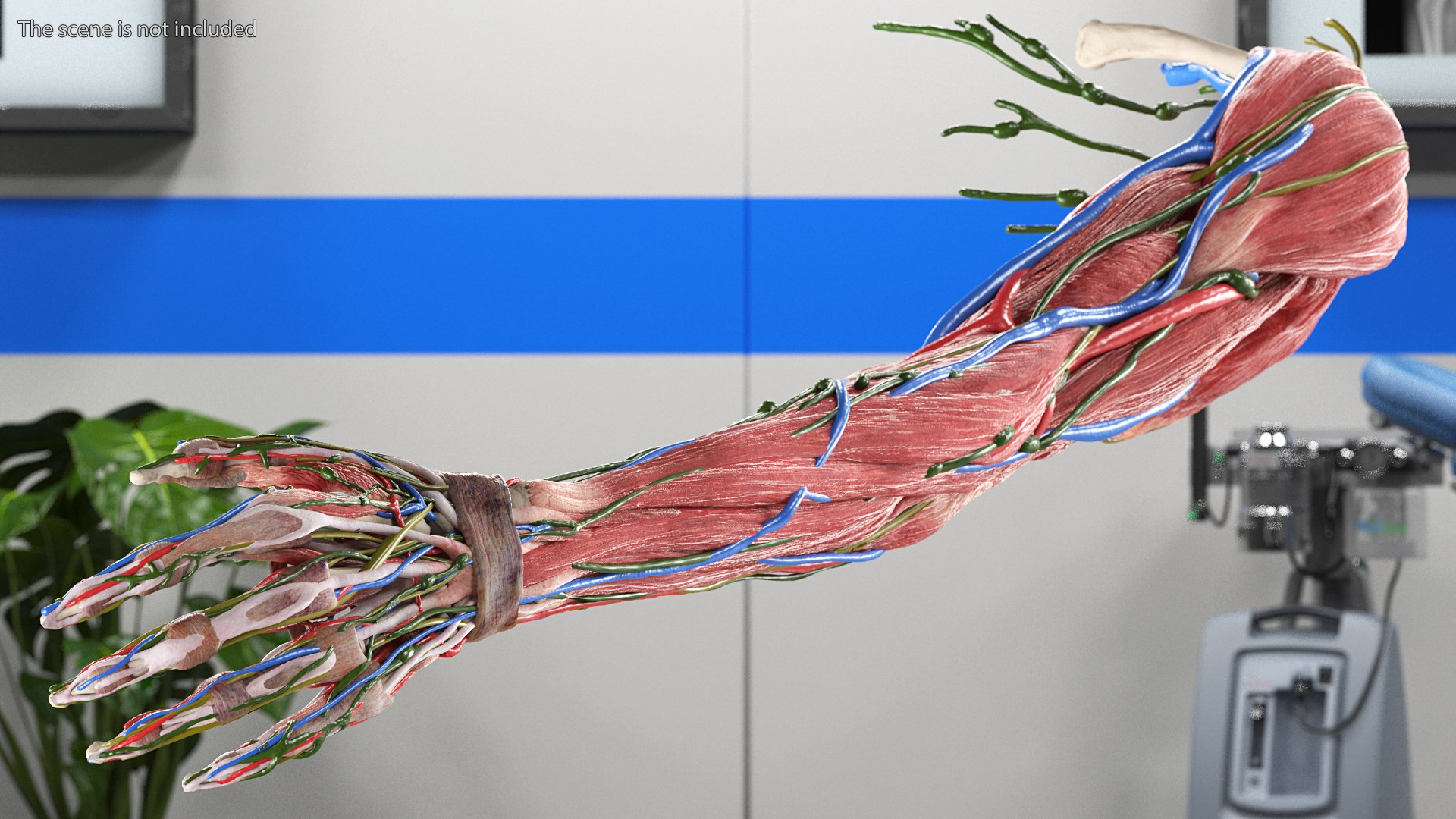 Female Left Arm Anatomy Skinless 3D model - TurboSquid 1851726