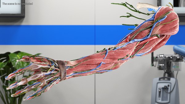 Female Left Arm Anatomy Skinless 3D model - TurboSquid 1851726