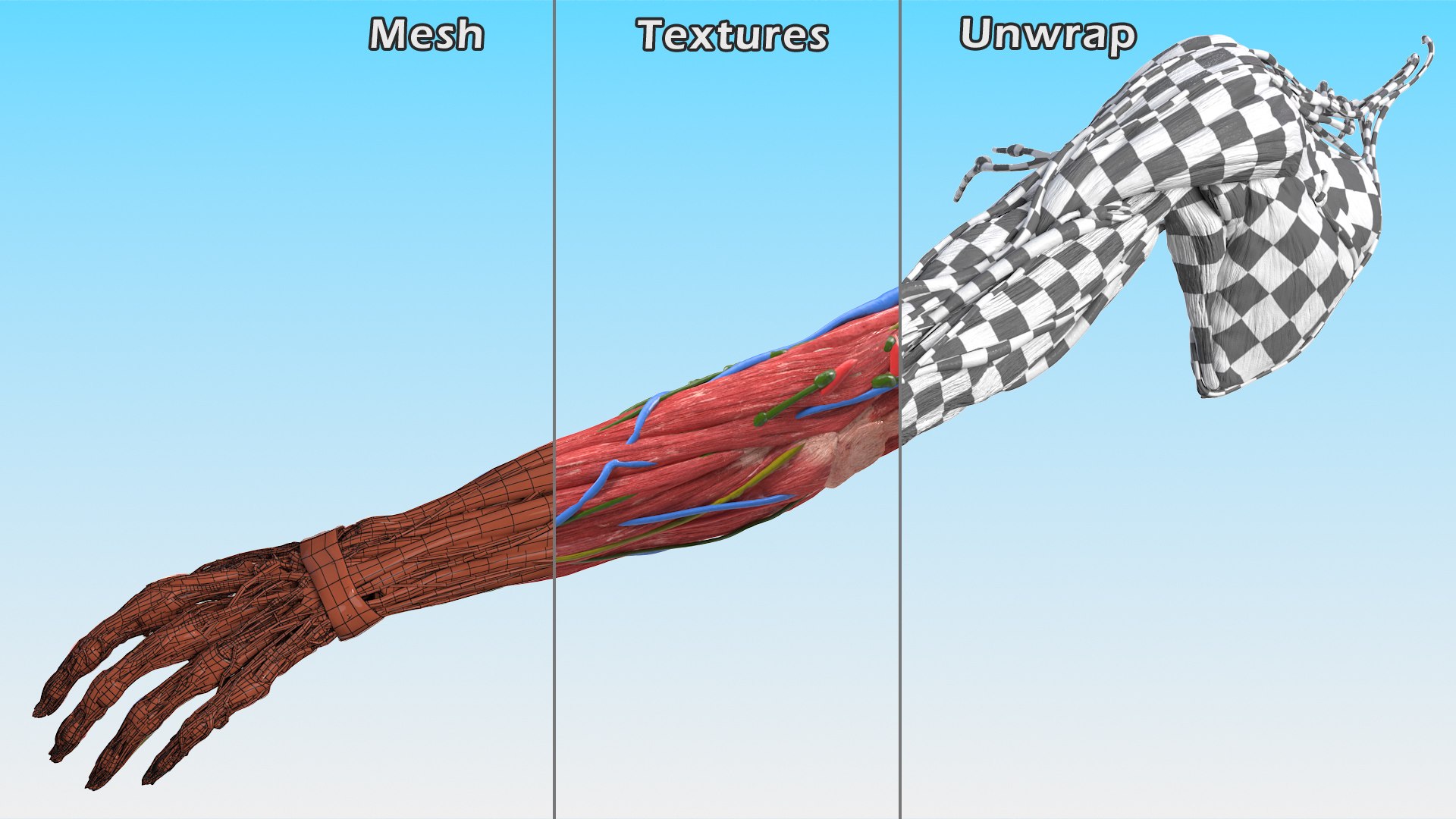 Female Left Arm Anatomy Skinless 3D model - TurboSquid 1851726