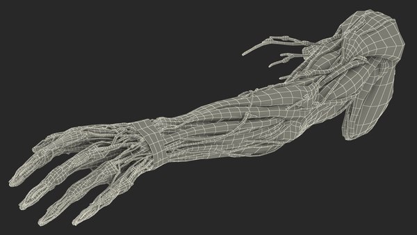 Female Left Arm Anatomy Skinless 3D model - TurboSquid 1851726