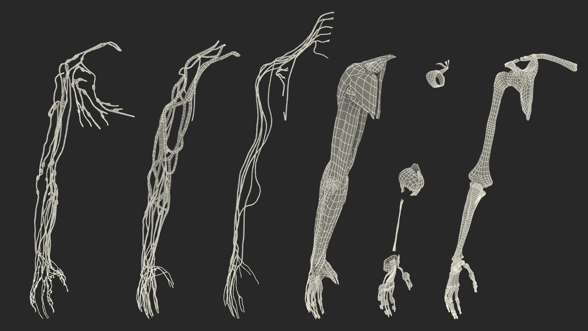 Female Left Arm Anatomy Skinless 3D Model - TurboSquid 1851726