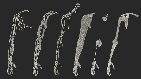 Female Left Arm Anatomy Skinless 3D model - TurboSquid 1851726