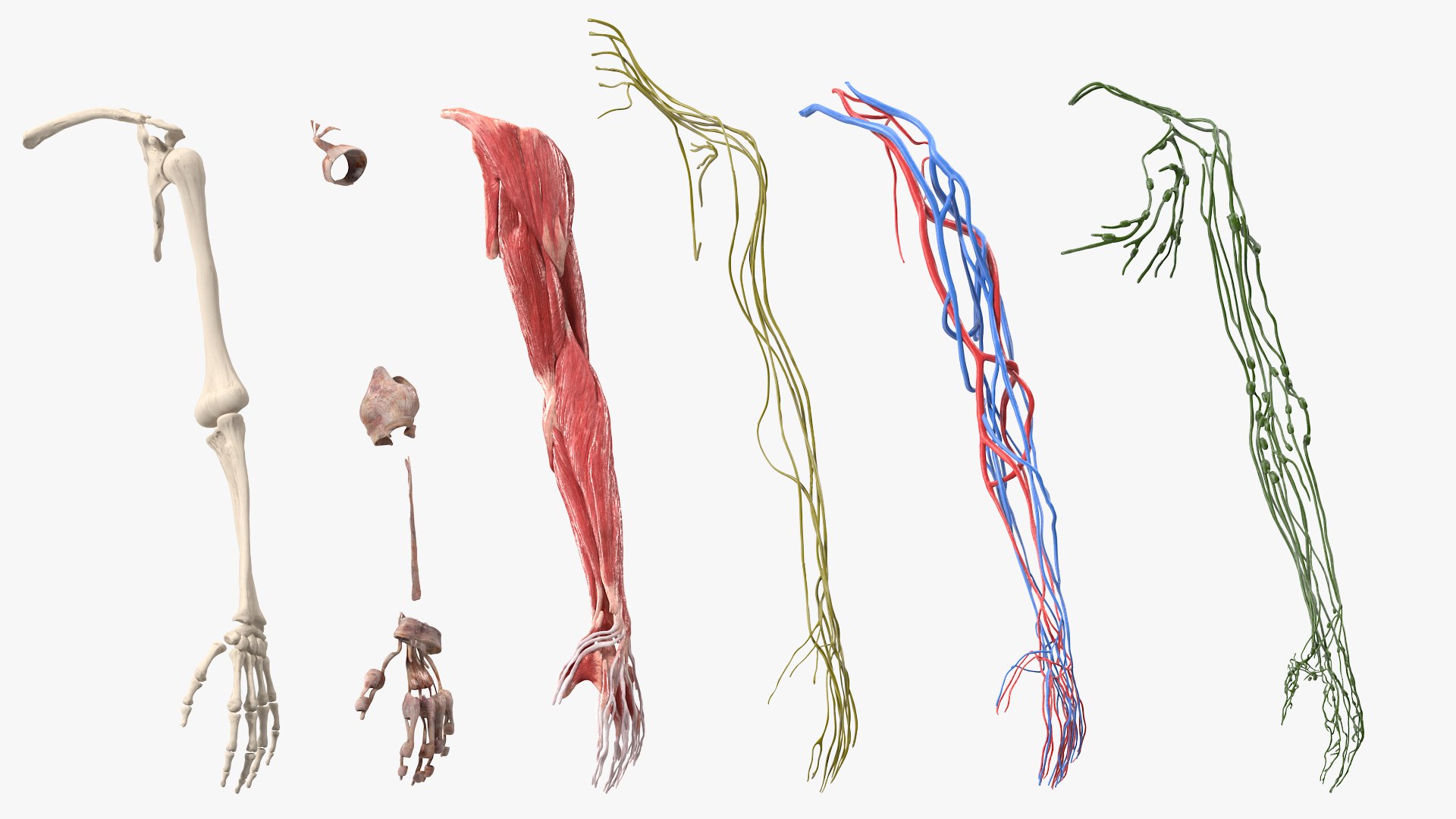 Female Left Arm Anatomy Skinless 3D model - TurboSquid 1851726