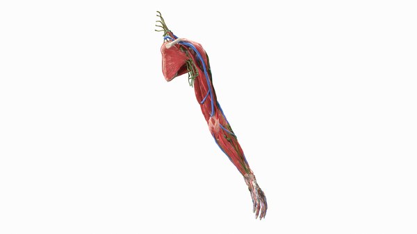 Female Left Arm Anatomy Skinless 3D model - TurboSquid 1851726