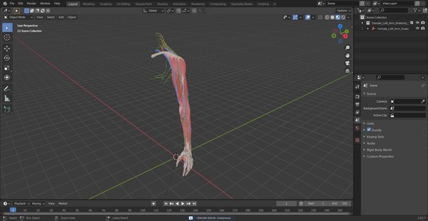 Female Left Arm Anatomy Skinless 3D model - TurboSquid 1851726