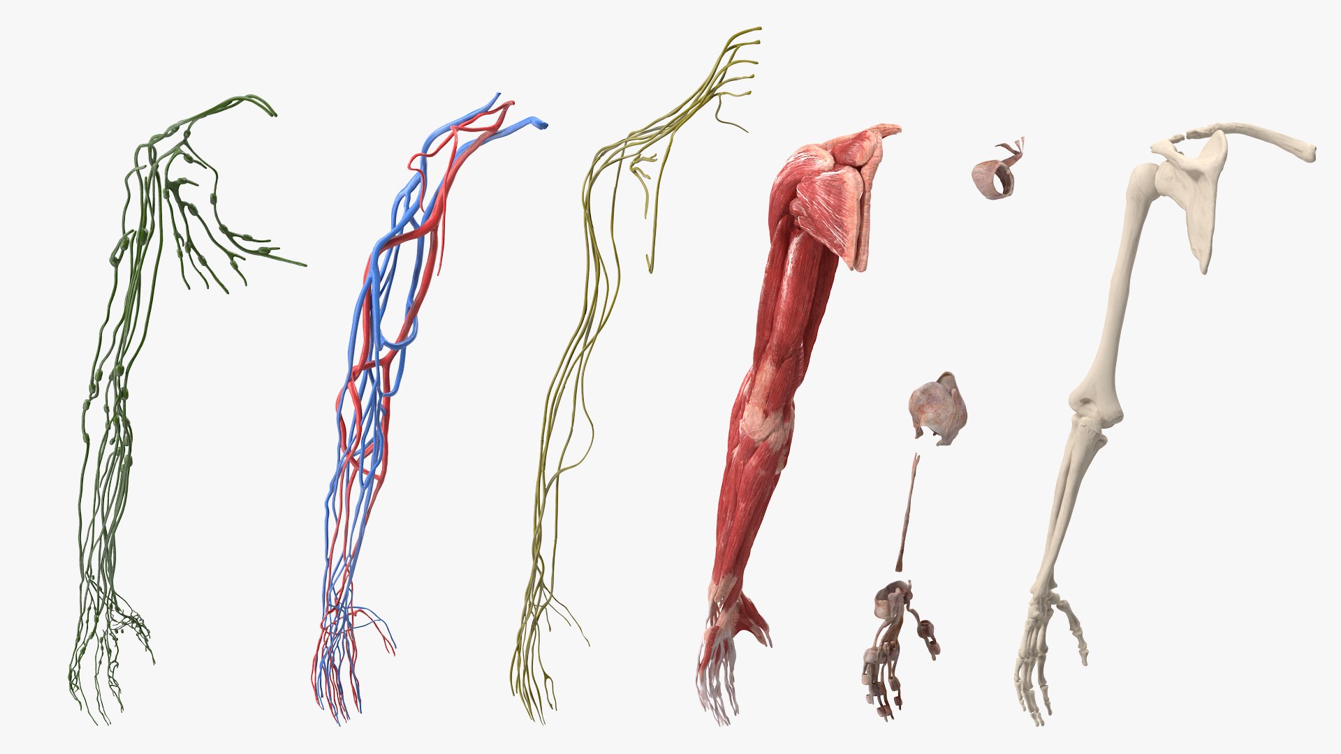 Female Left Arm Anatomy Skinless 3D model - TurboSquid 1851726