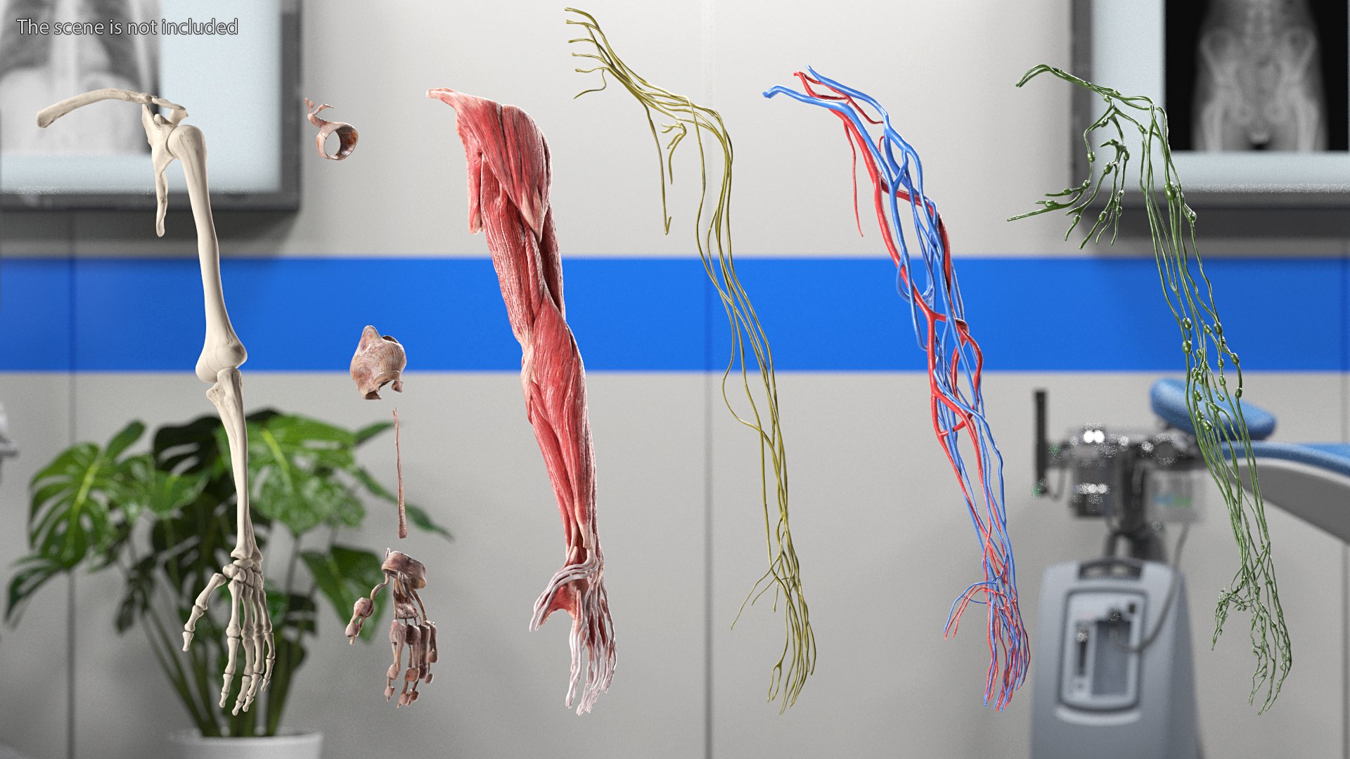 Female Left Arm Anatomy Skinless 3D model - TurboSquid 1851726