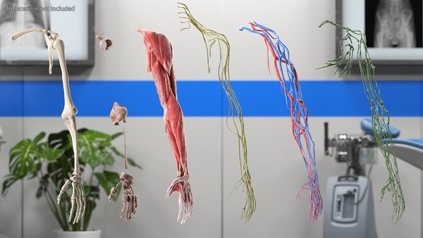 Female Left Arm Anatomy Skinless 3D model - TurboSquid 1851726