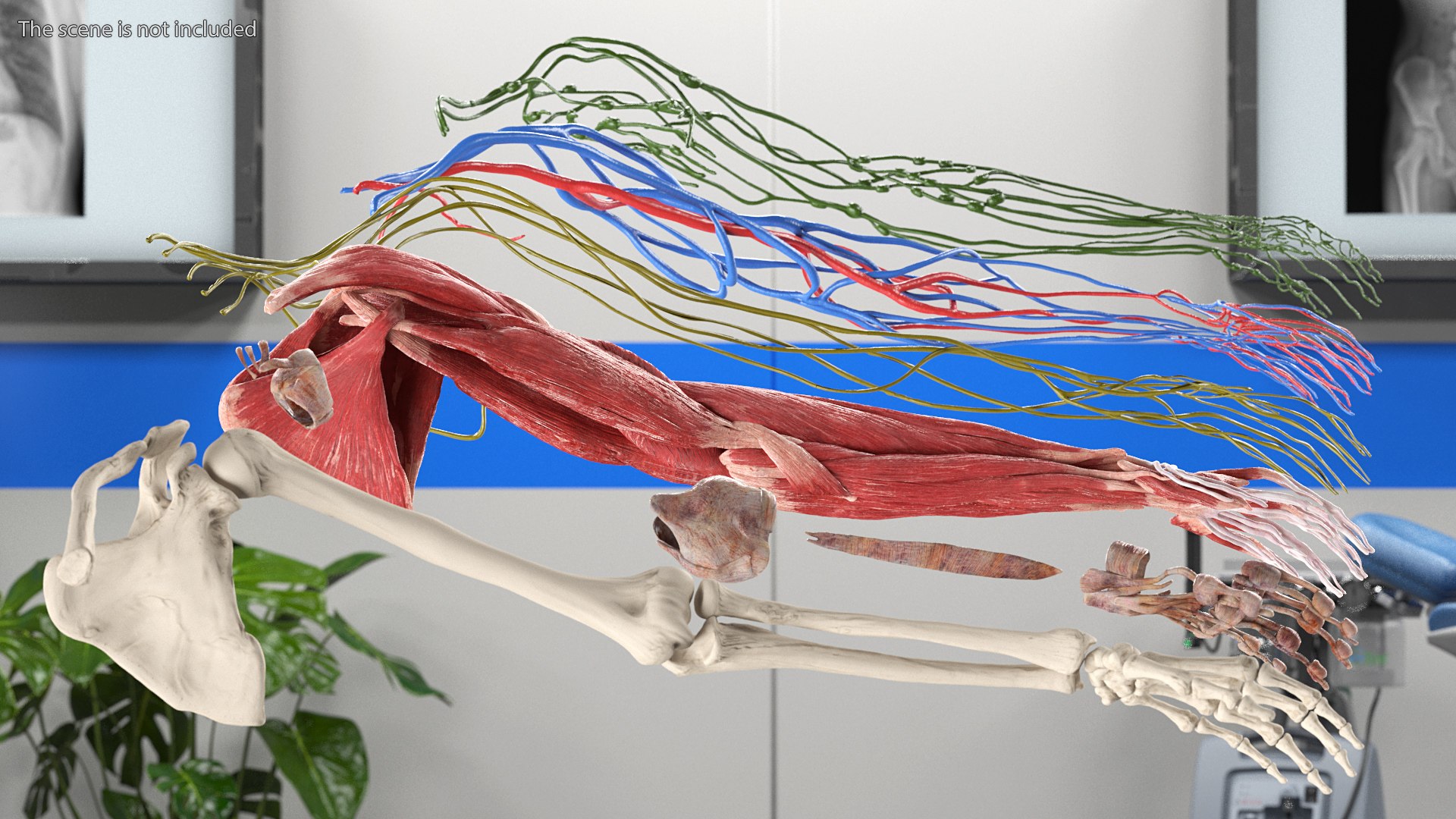 Female Left Arm Anatomy Skinless 3D model - TurboSquid 1851726