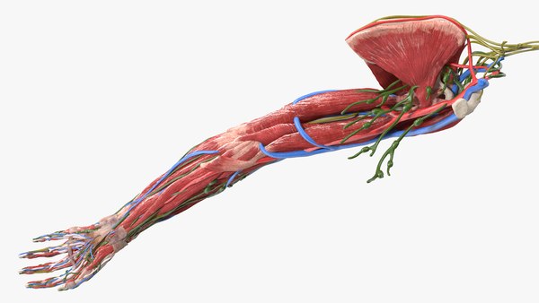 Female Left Arm Anatomy Skinless 3D model - TurboSquid 1851726
