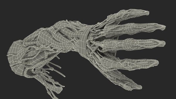 Female Left Arm Anatomy Skinless 3D model - TurboSquid 1851726