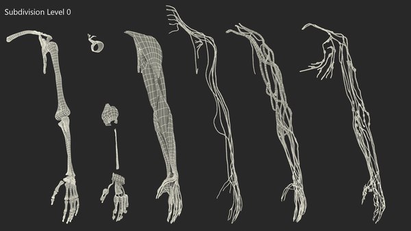 Female Left Arm Anatomy Skinless 3D model - TurboSquid 1851726